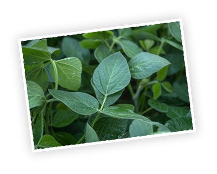 Our Values | Country Crock| Country Crock